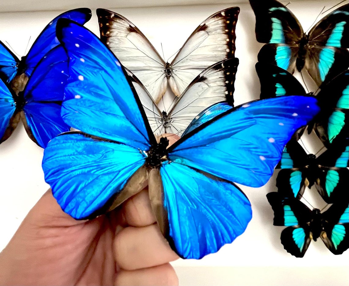 Morphidae Morpho Rhetenor Cacica Mounted Butterflies for Your Art ...