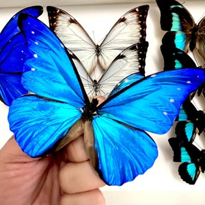 Morphidae - Morpho Rhetenor Cacica - Mounted - Butterflies for Your Art ...