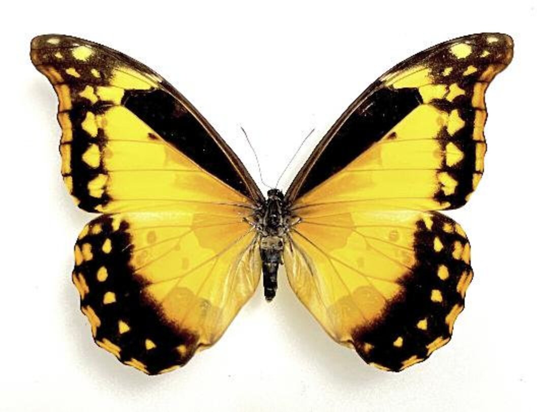 Morphidae - FEMALE! Morpho Rhetenor Helena - Mounted - Butterflies for ...