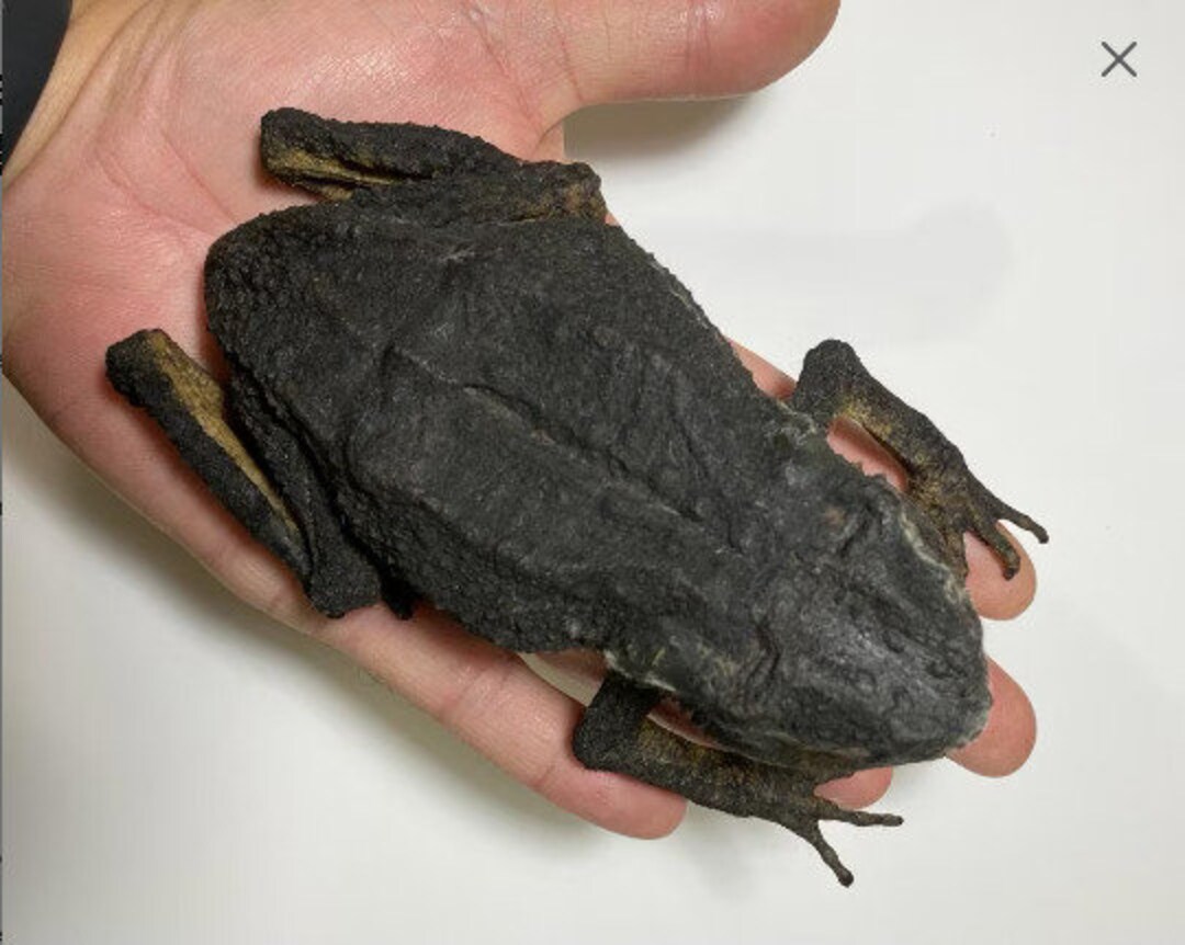GIANT XXL Limnonectes Macrodon Authentic Toad Taxidermy for Your Art ...
