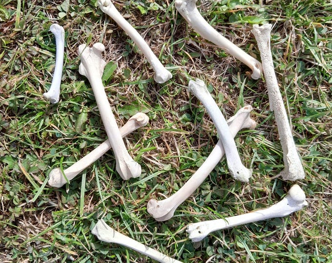10 or 5 Small Bone Bundle, Ethically Sourced, UK Foraged, B Grade Bones ...