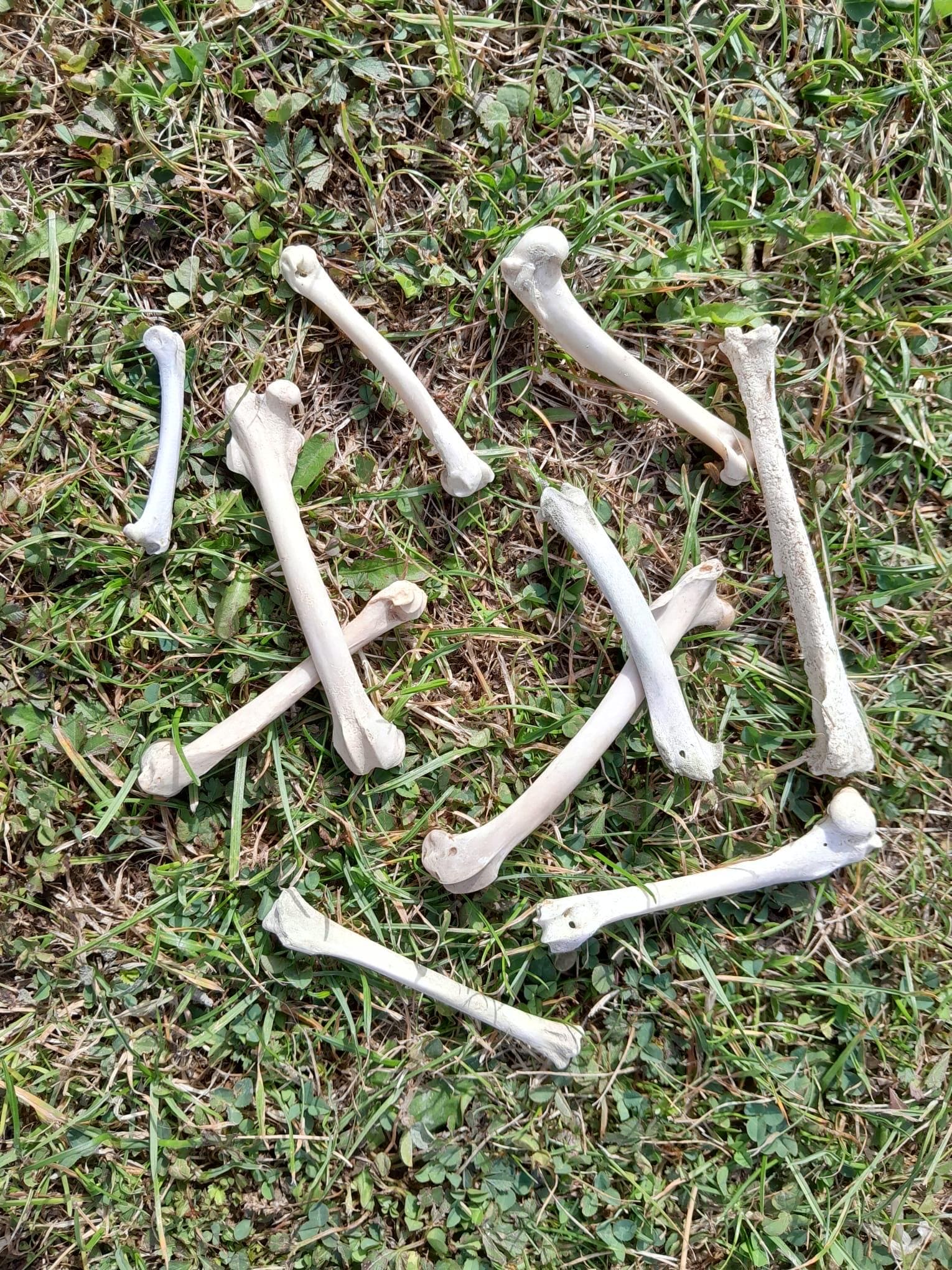 10 or 5 Small Bone Bundle, Ethically Sourced, UK Foraged, B Grade Bones ...
