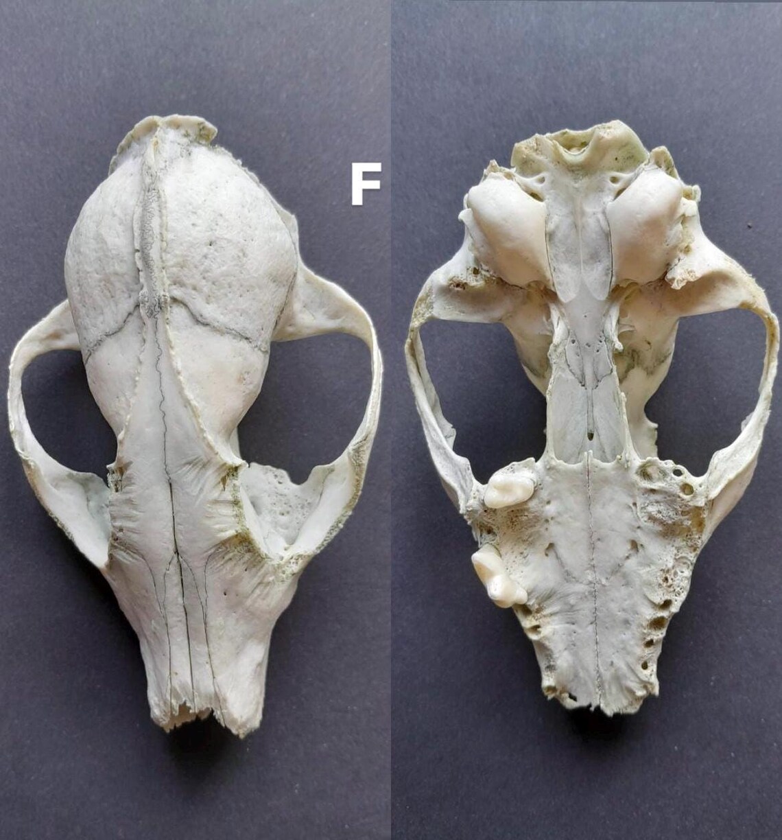 Real Red Fox Skull, Ethically Sourced Animal Bones, UK Found Skull ...