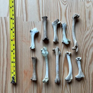 10 or 5 Small Bone Bundle, Ethically Sourced, UK Foraged, B Grade Bones ...