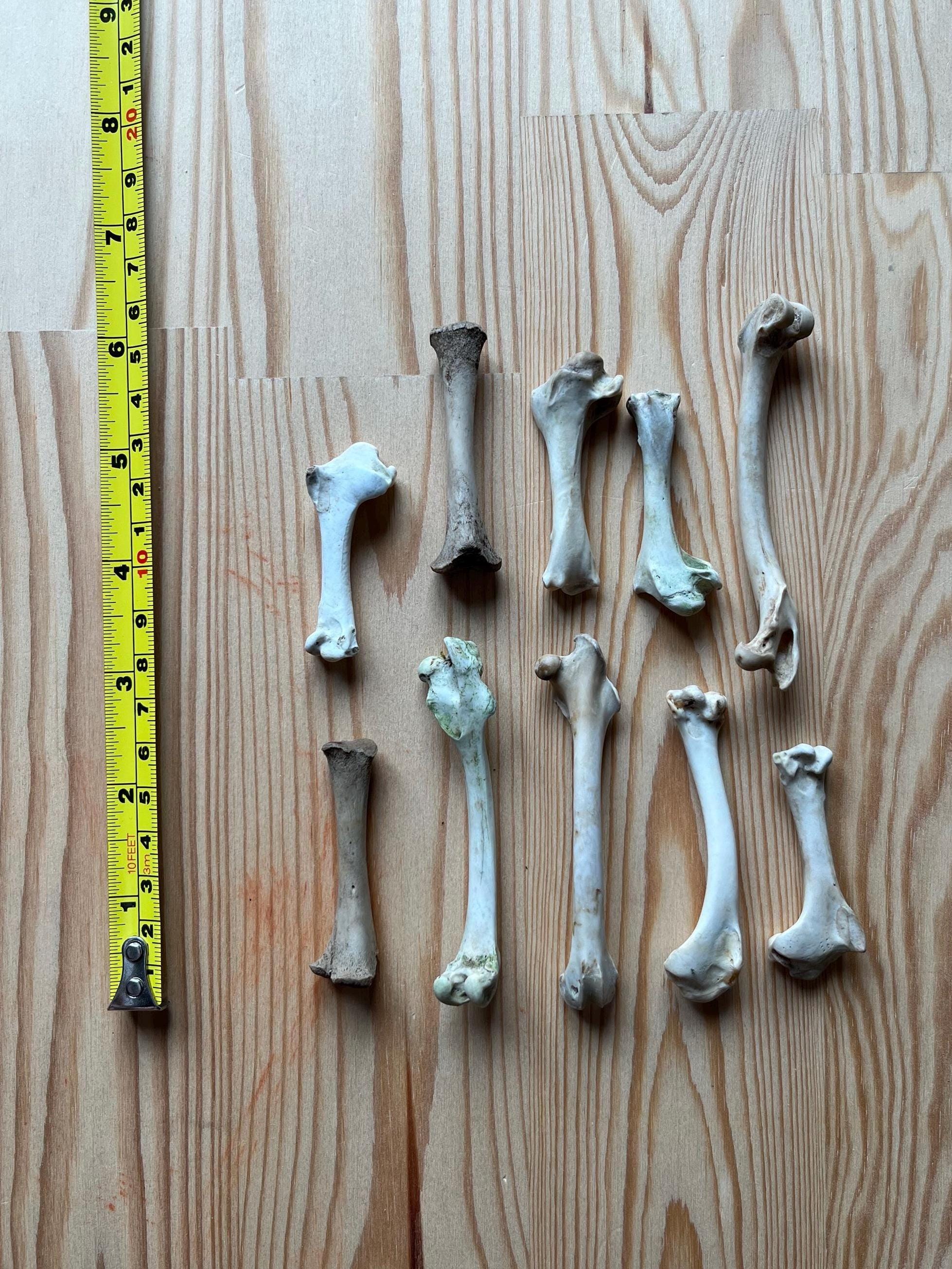 10 or 5 Small Bone Bundle, Ethically Sourced, UK Foraged, B Grade Bones ...