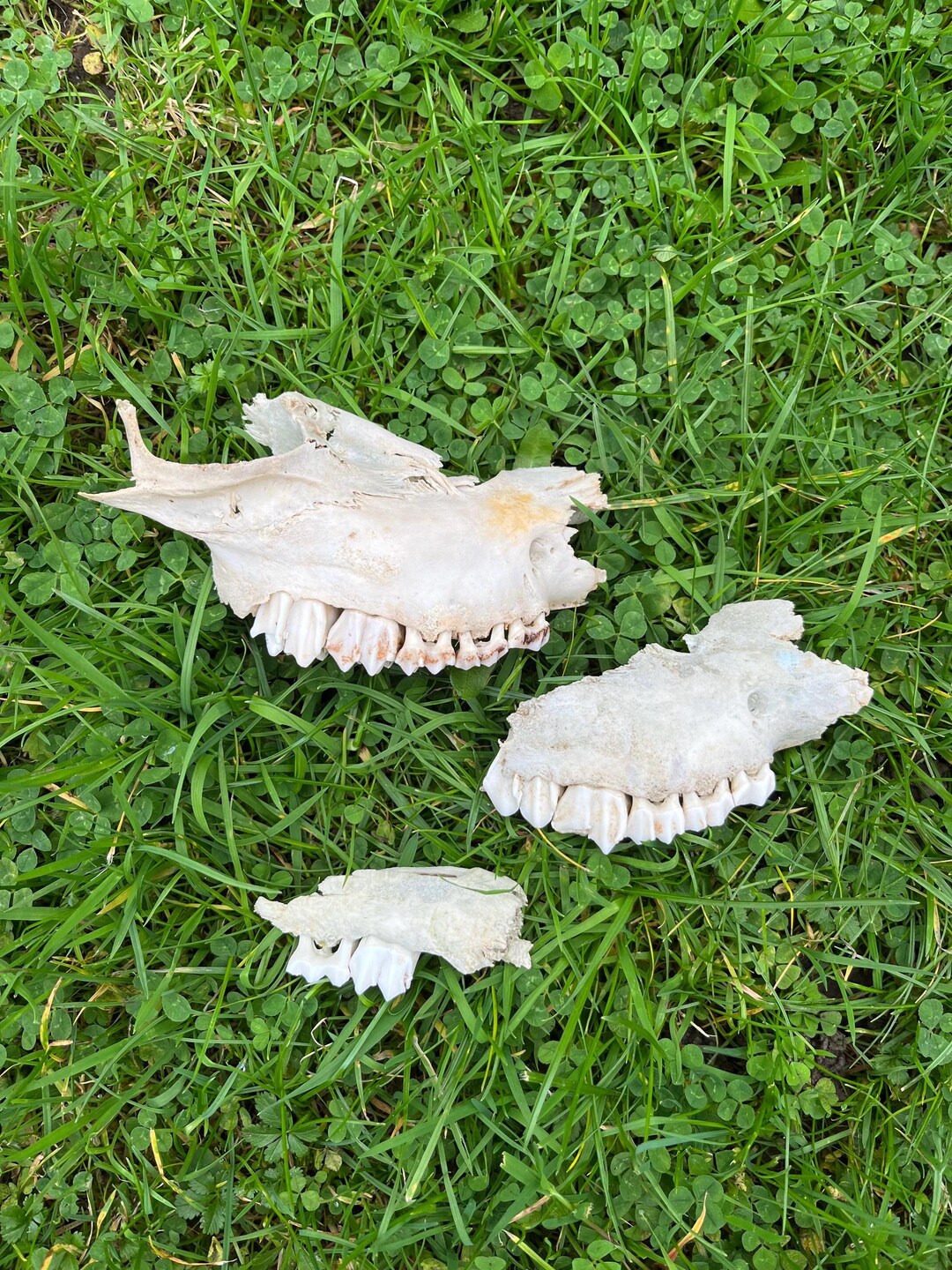 Broken Deer Skull Piece Bone Bundle, Ethically Sourced, UK Foraged, B ...