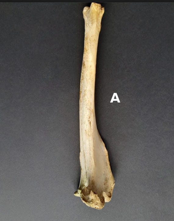 Deer Tibia Bone