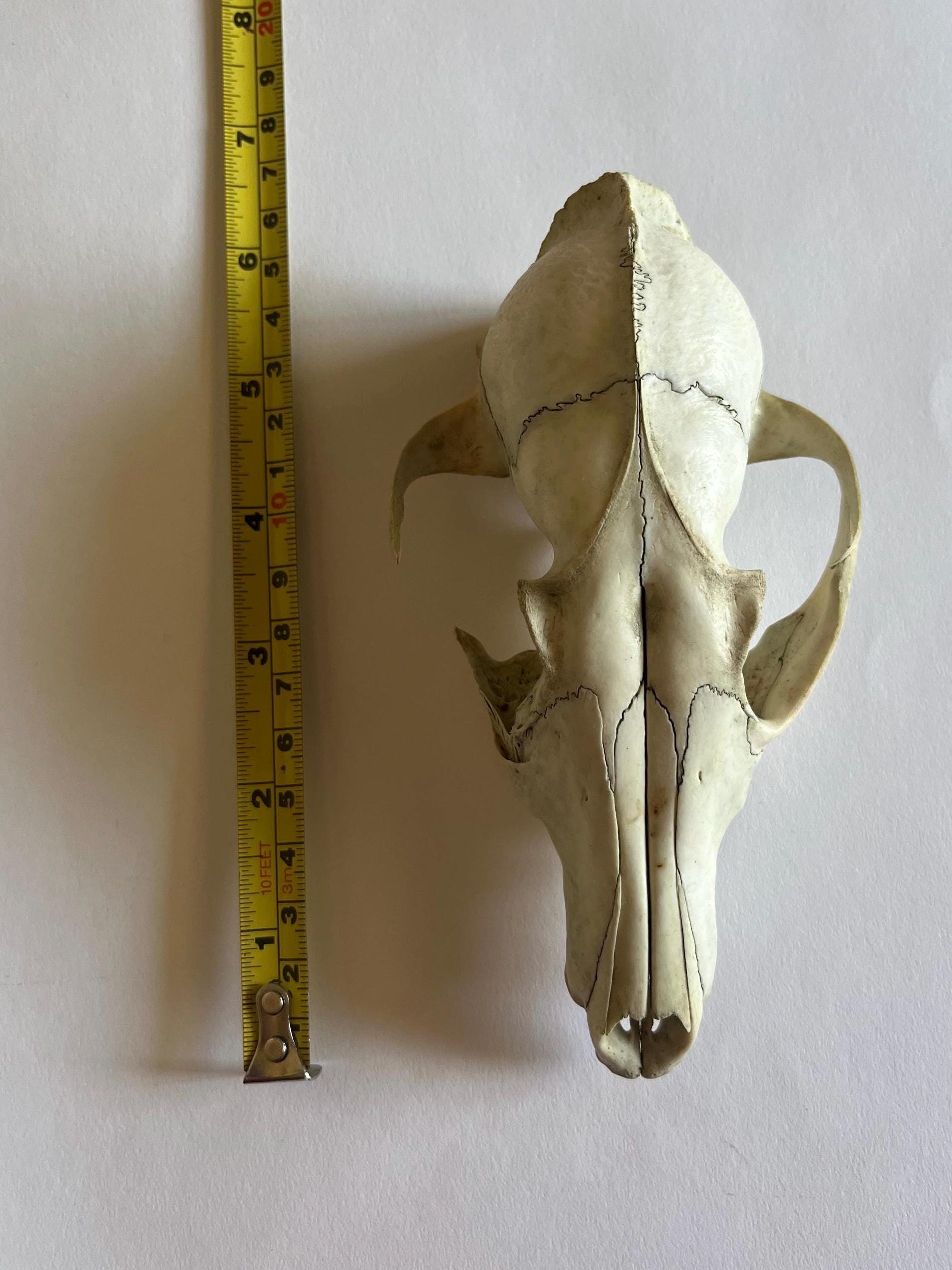 Real Red Fox Skull, Ethically Sourced Animal Bones, UK Found Skull ...