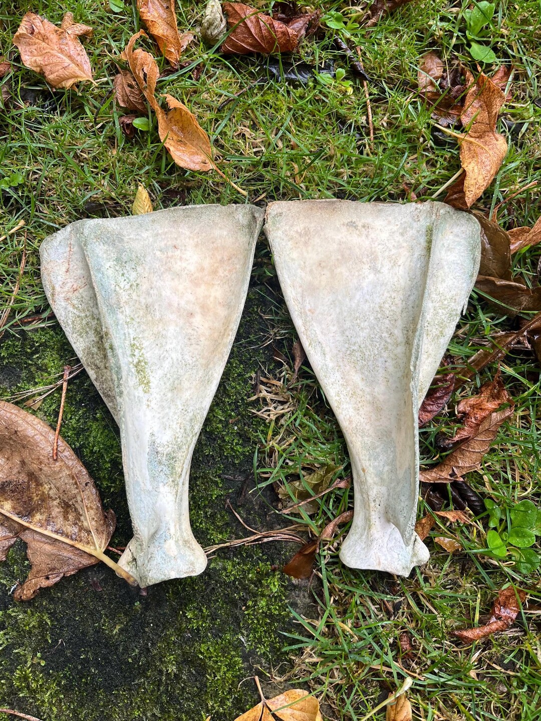 Deer Scapula Shoulder Blade Bone, Ethically Sourced, UK Foraged, B ...