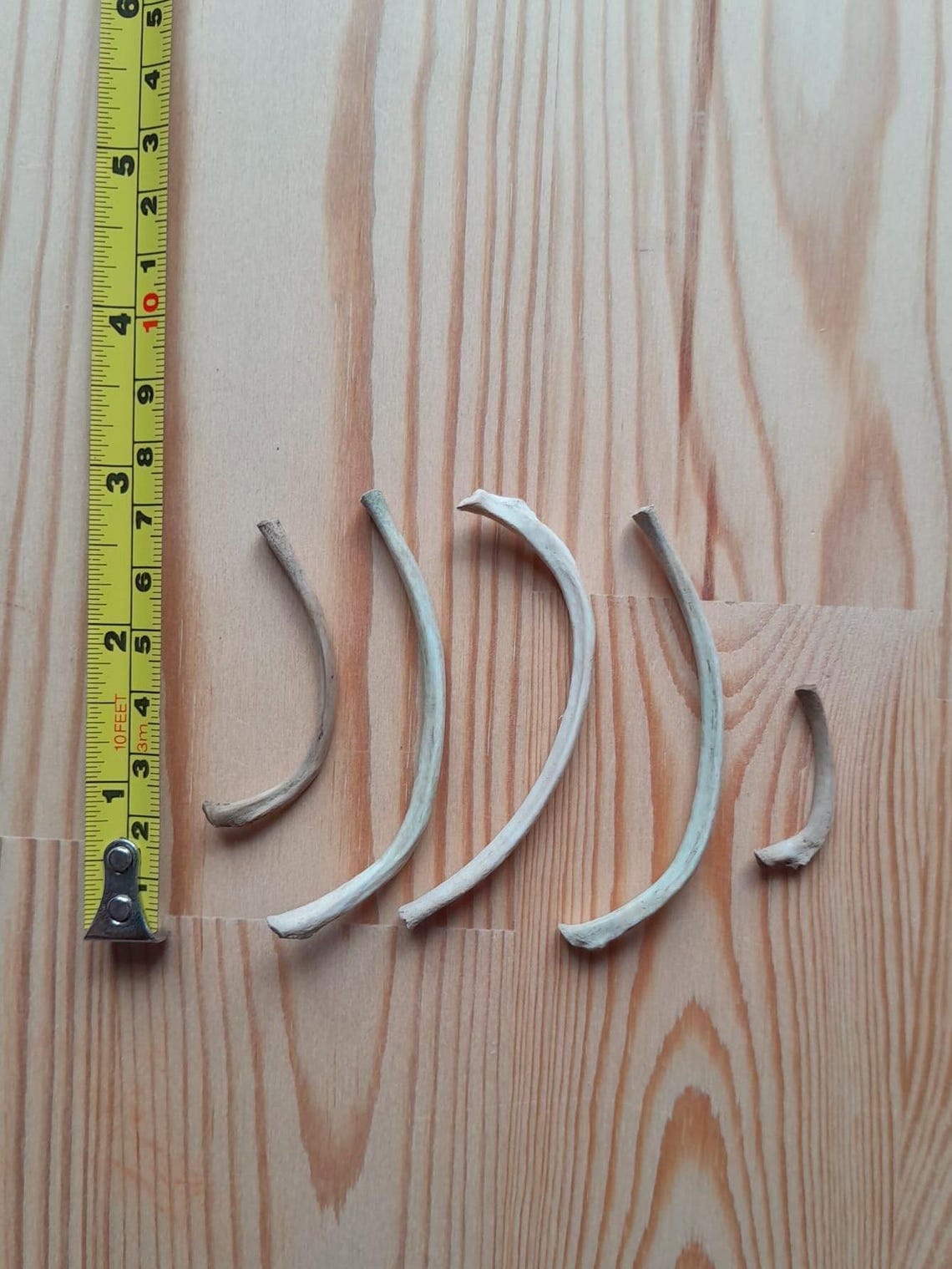 10 or 5 Fox and Badger Rib Bone Bundle, Ethically Sourced, UK Foraged ...