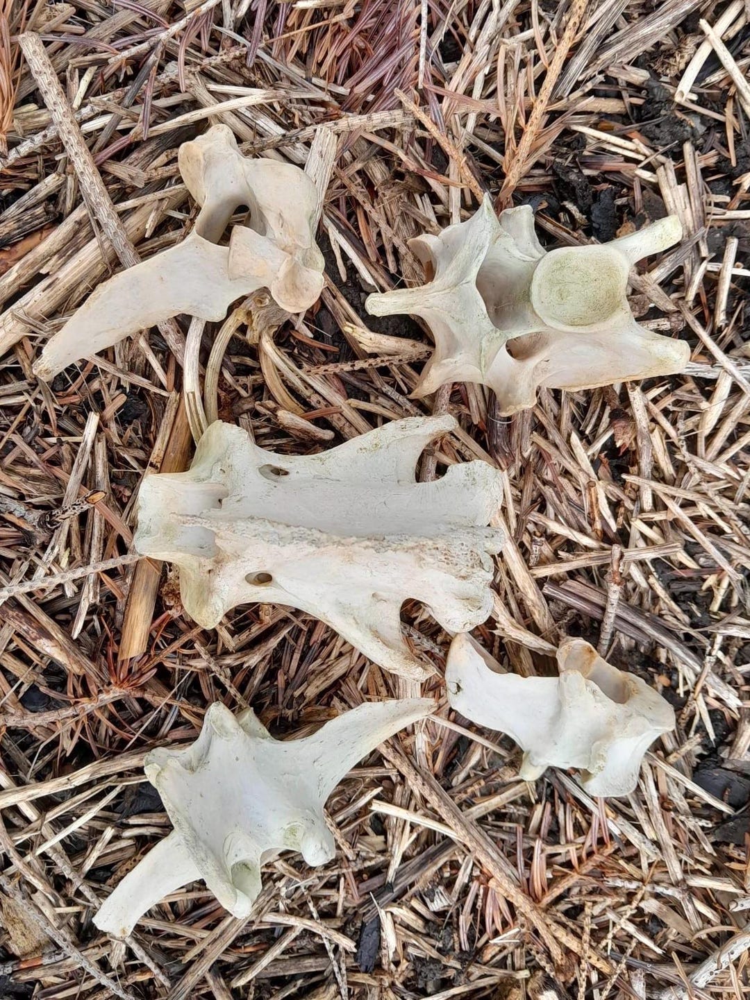 5 Deer Vertebrae Spine Bone Bundle, Ethically Sourced, UK Foraged, B ...