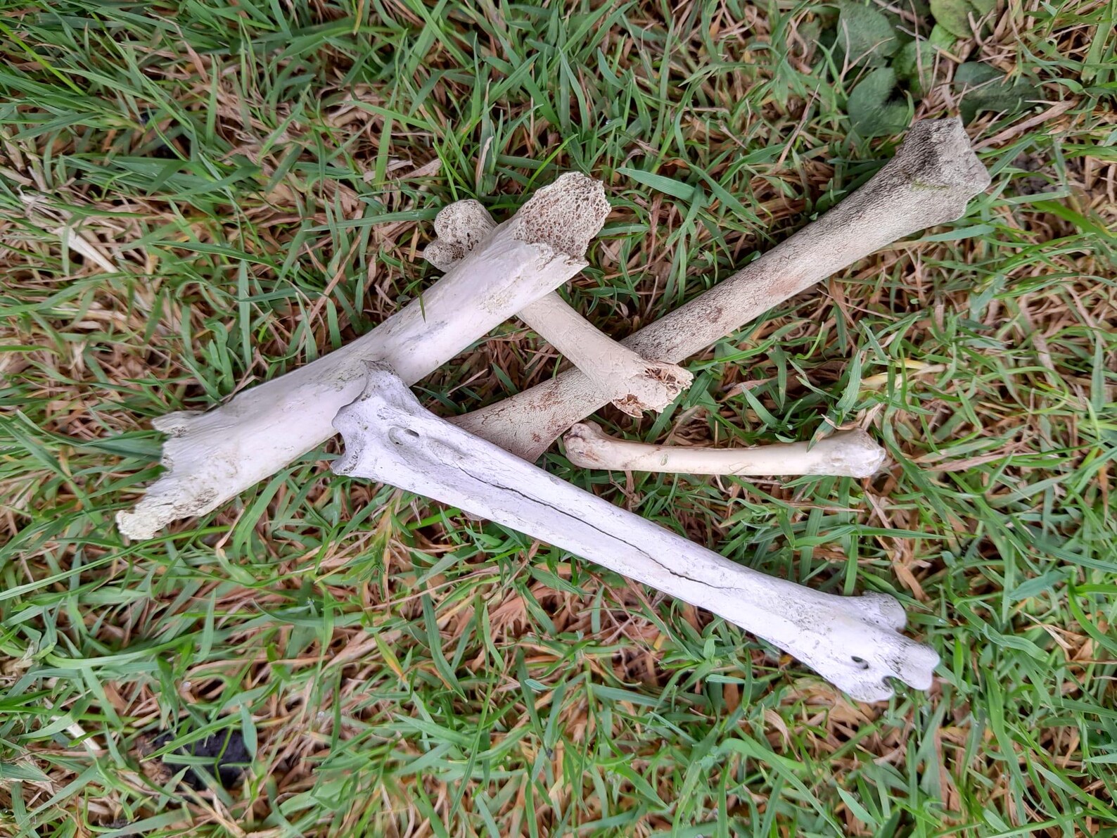 10 or 5 Small Bone Bundle, Ethically Sourced, UK Foraged, B Grade Bones ...