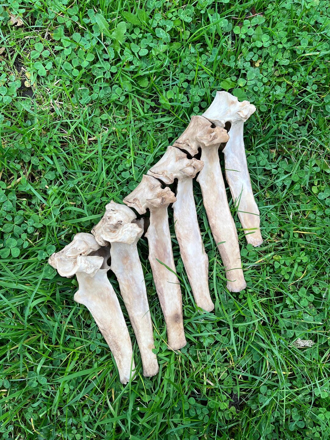 6 Deer Vertebrae Spine Bone Bundle, Ethically Sourced, UK Foraged, B ...