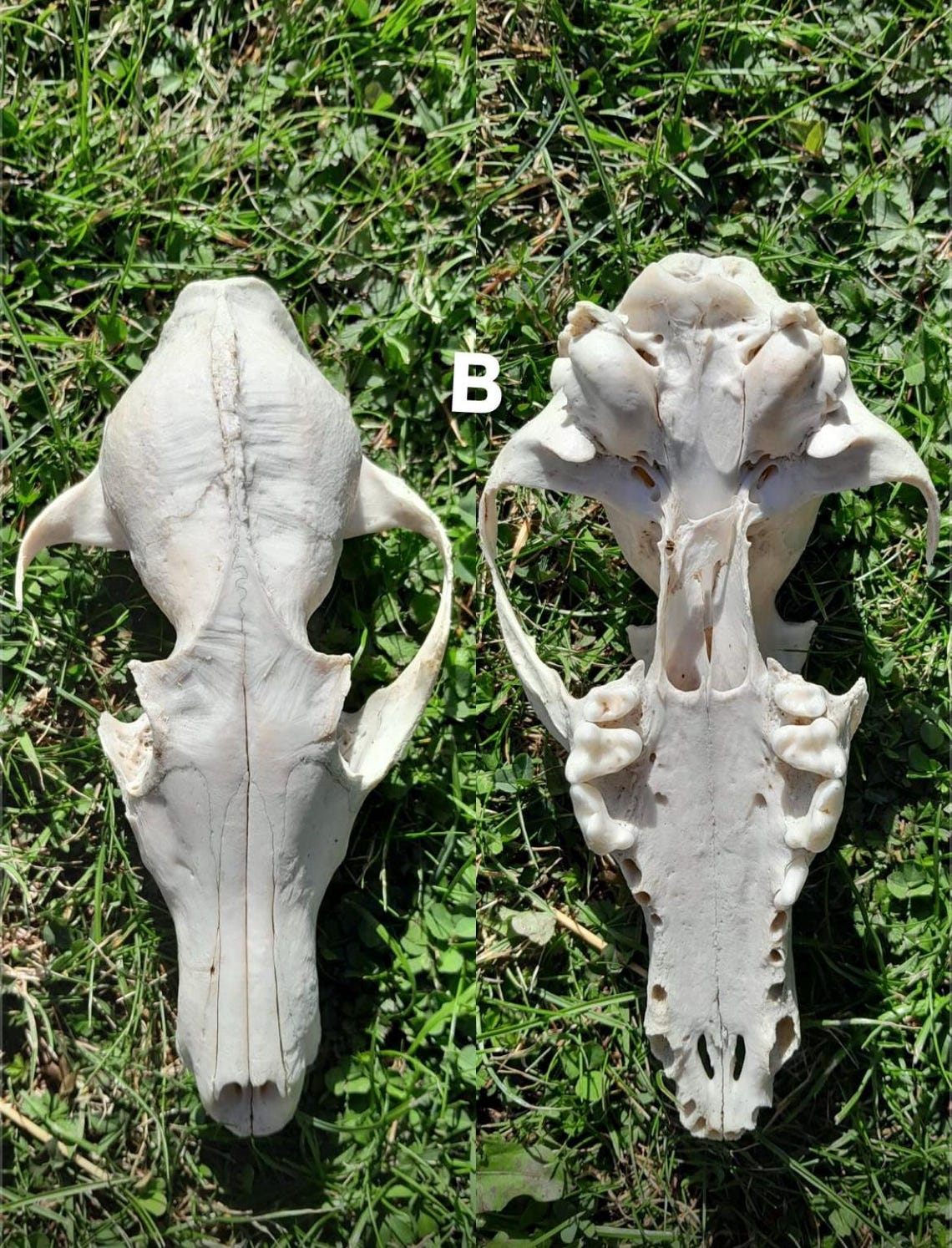 Real Red Fox Skull, Ethically Sourced Animal Bones, UK Found Skull ...