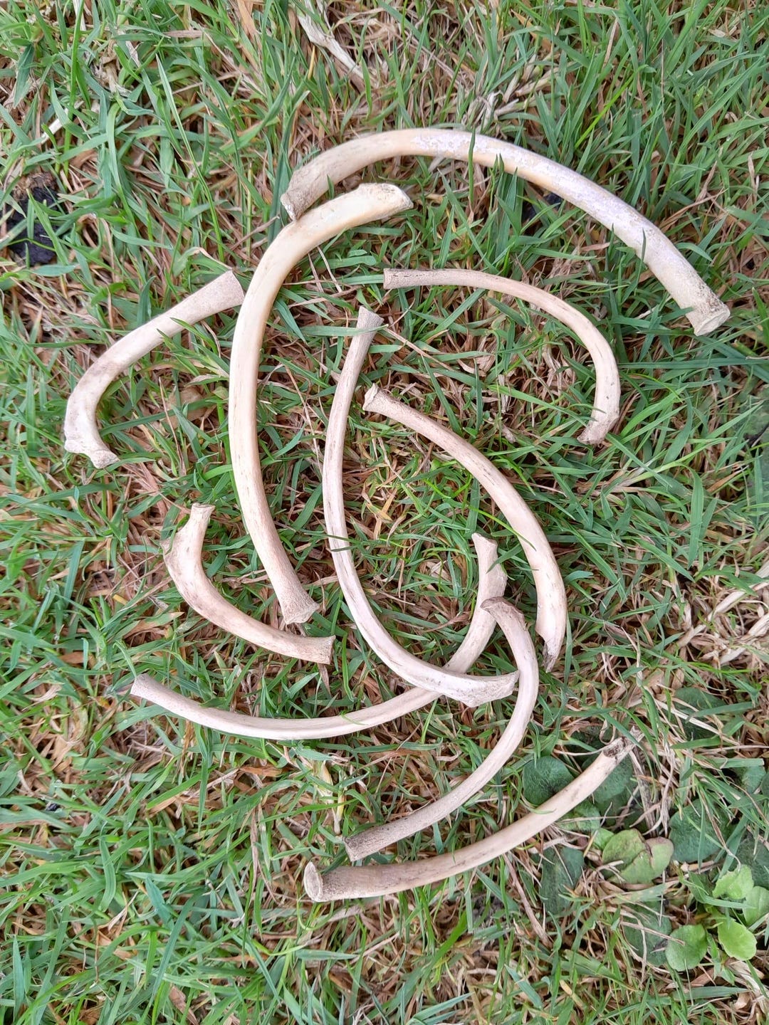 10 or 5 Fox and Badger Rib Bone Bundle, Ethically Sourced, UK Foraged ...