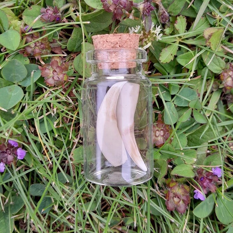 Canine Skull Real Bone - Etsy UK