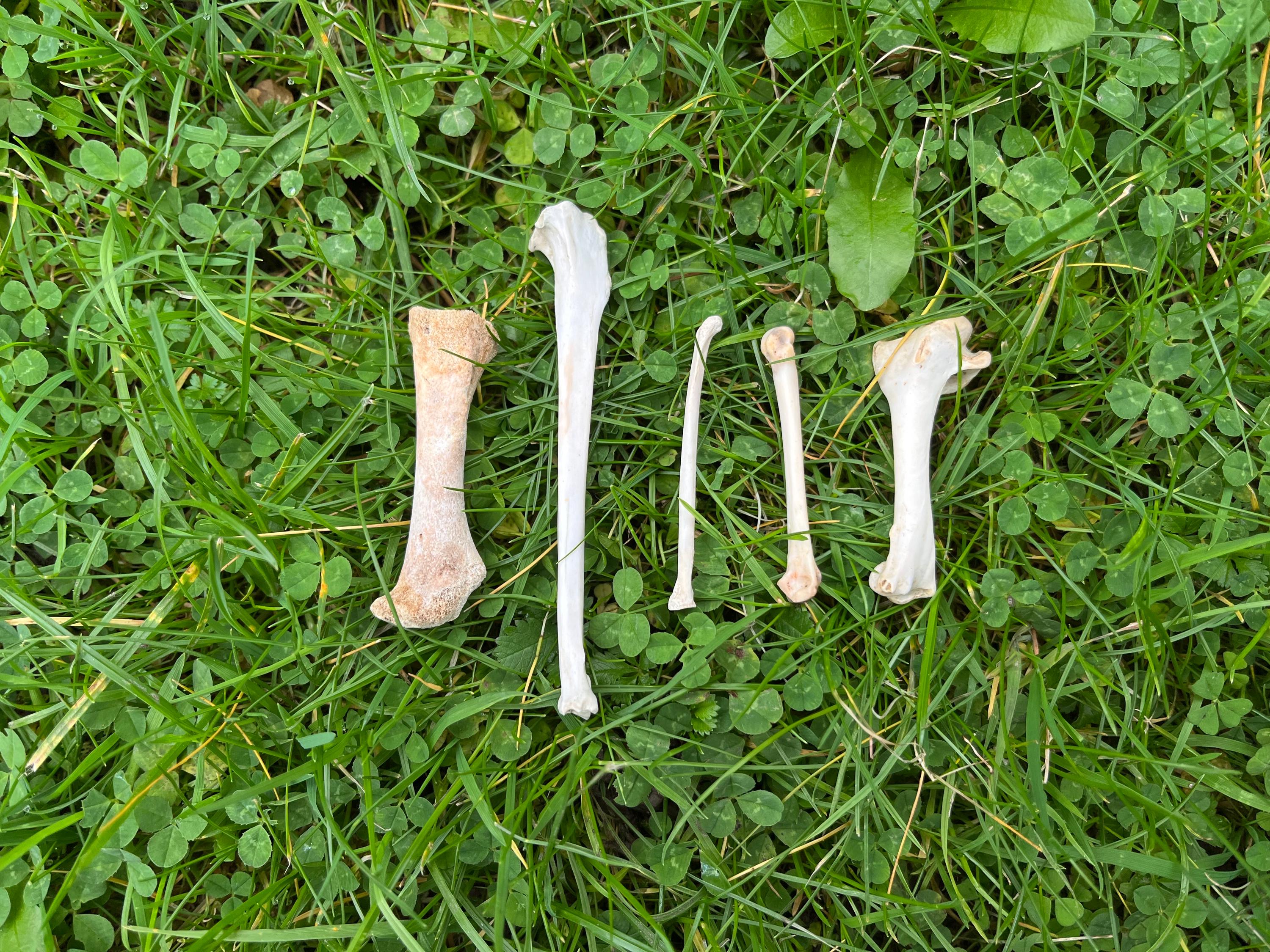 10 or 5 Small Bone Bundle, Ethically Sourced, UK Foraged, B Grade Bones ...