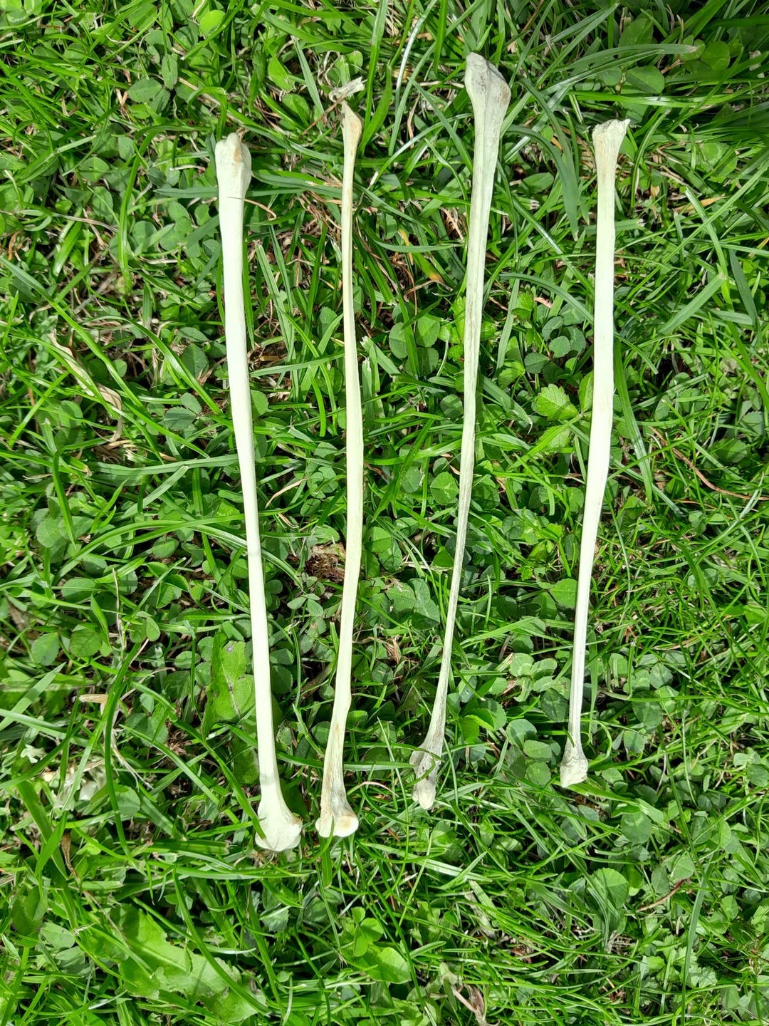Fox Fibula Leg Bone Piece Bone Bundle, Ethically Sourced, UK Foraged, B ...