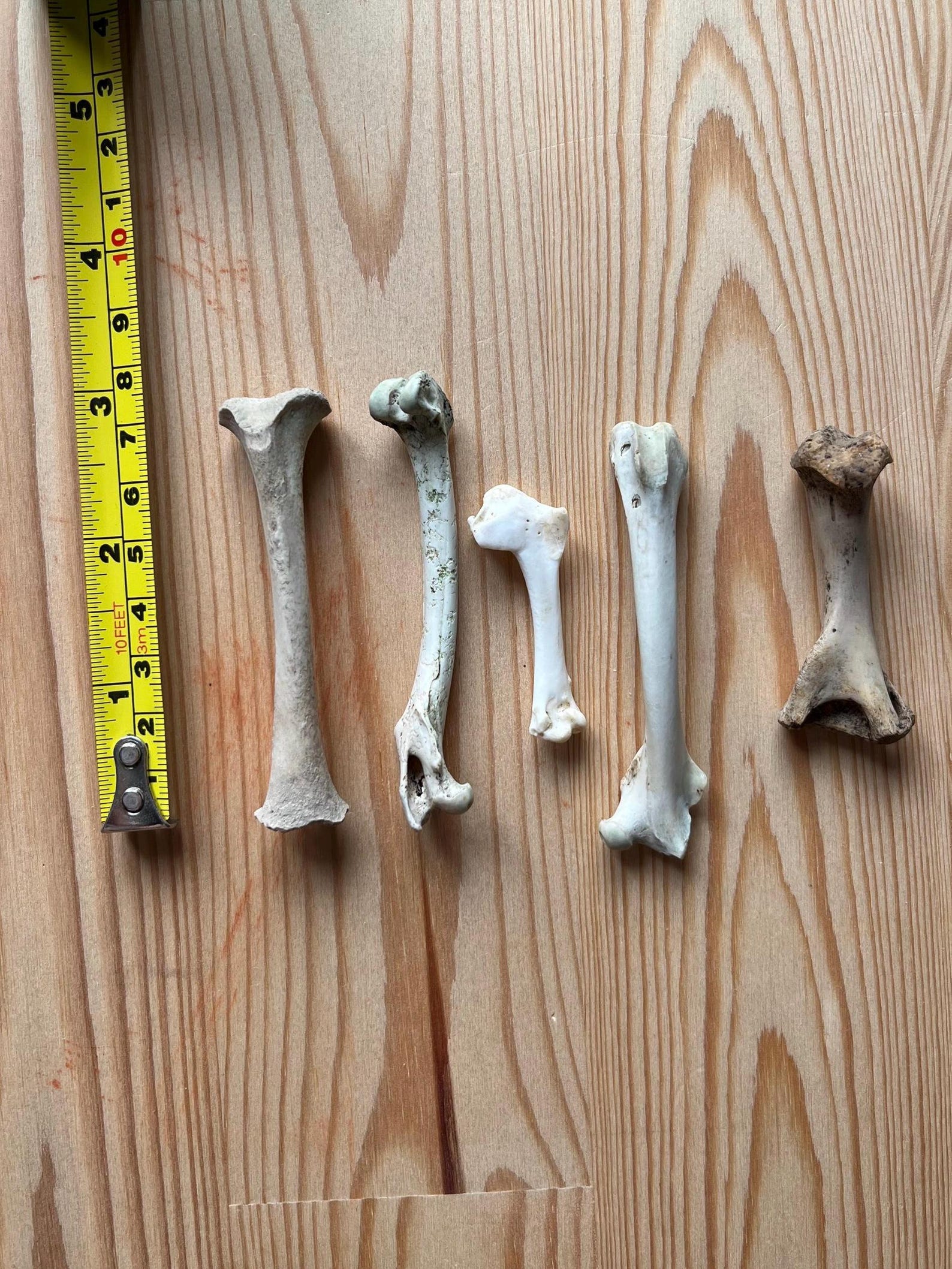 10 or 5 Small Bone Bundle, Ethically Sourced, UK Foraged, B Grade Bones ...