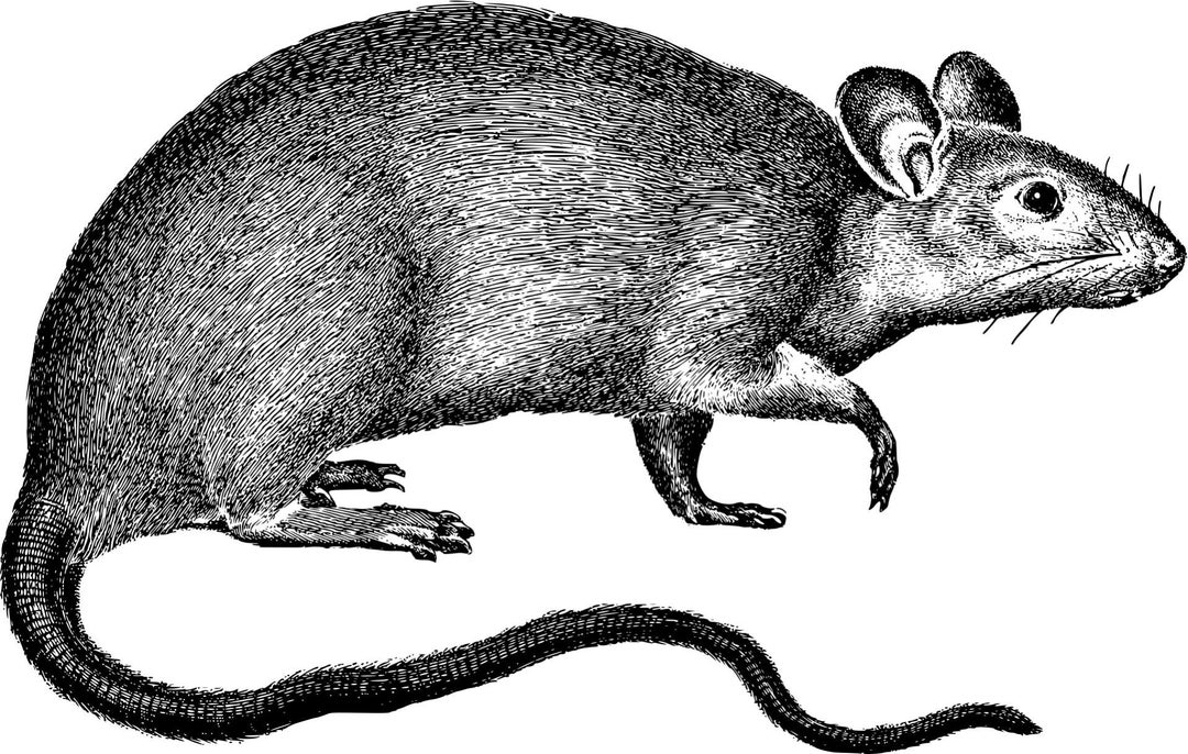 Rat Target Instant Download - Etsy