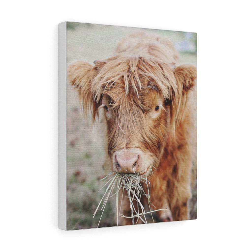 Lulu Canvas Gallery Wraps Scottish Highland Cow Gift Farmhouse Décor ...