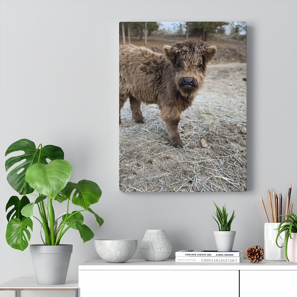 Beau Gallery Wraps Scottish Highland Cow Gift Farmhouse Décor Highland ...