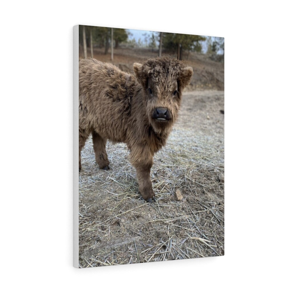 Beau Gallery Wraps Scottish Highland Cow Gift Farmhouse Décor Highland ...