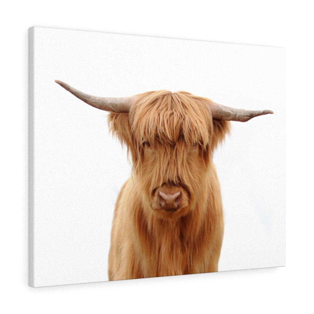 Gallery Of Scottish Highlander Cattle