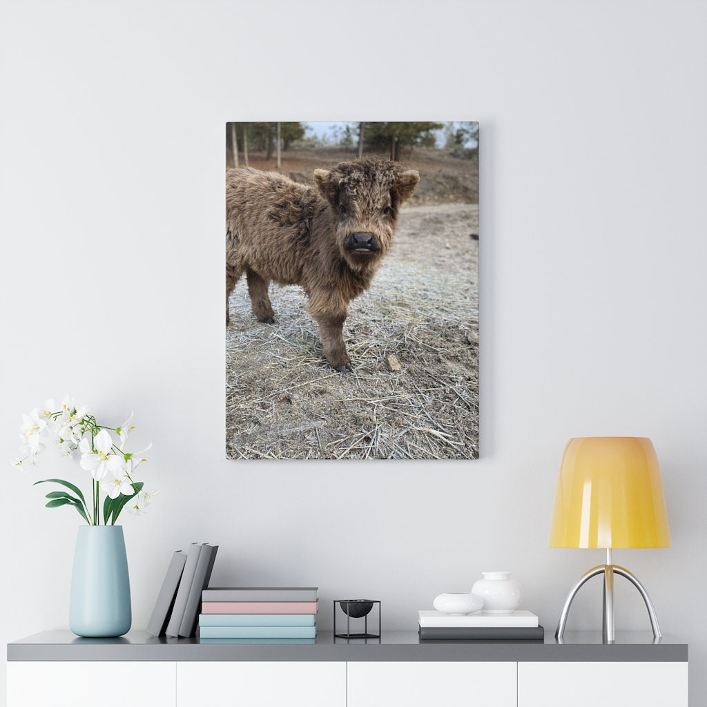 Beau Gallery Wraps Scottish Highland Cow Gift Farmhouse Décor Highland ...