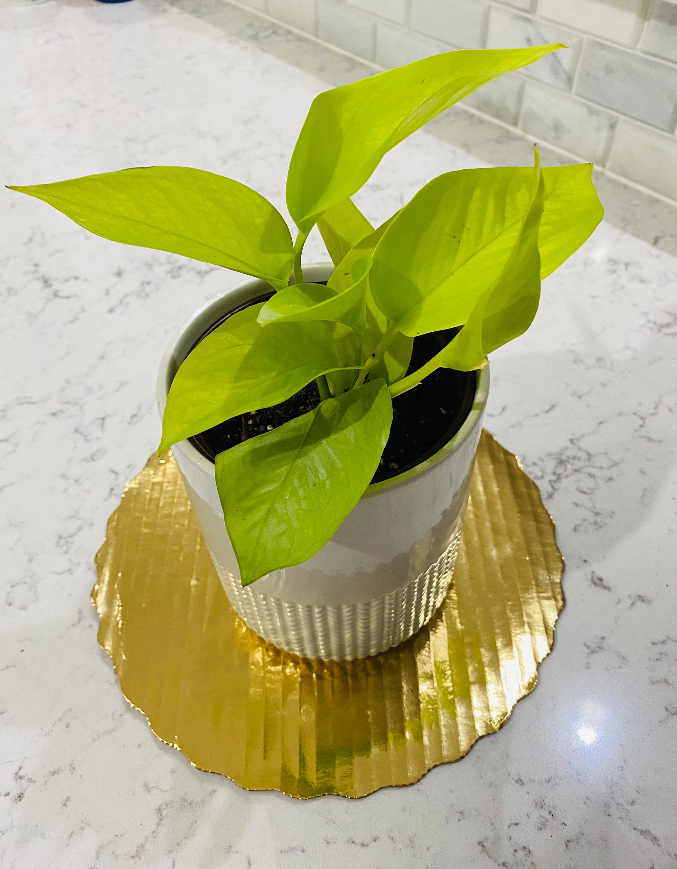 Neon Pothos Evergreen indoor vine plant. 4 pot live plant. | Etsy