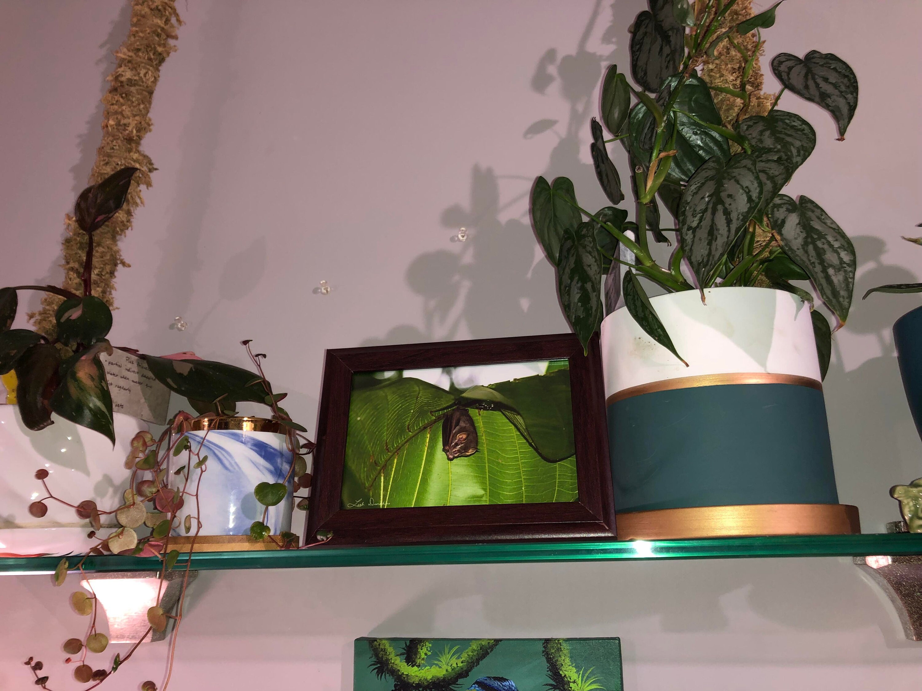 Tent-making Bat, Bat in Tree, Bat Photo Print, Costa Rica Bat, Bat ...