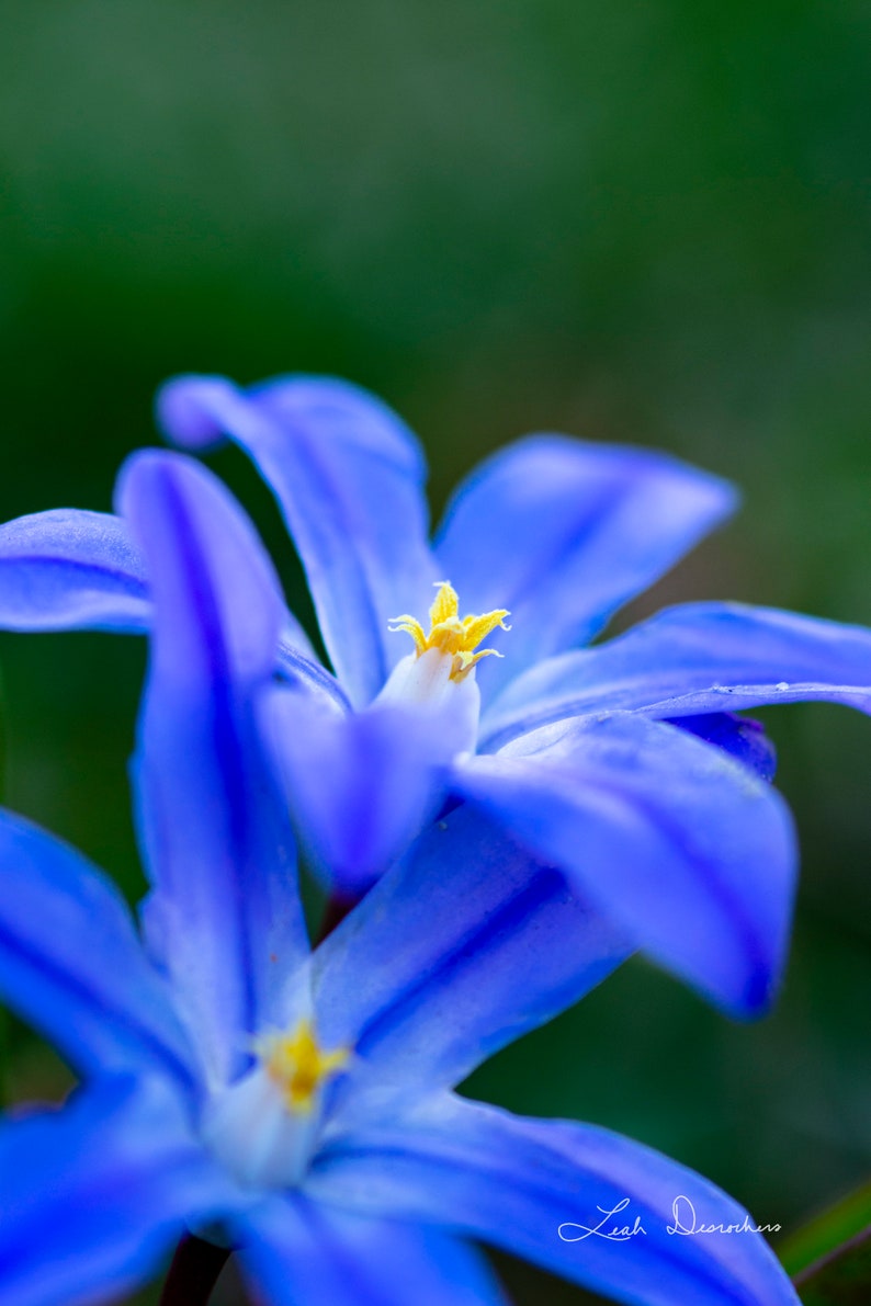 Blue Floral Blossom, Spring Boho Flower Photo, Macro Flower Blossom ...