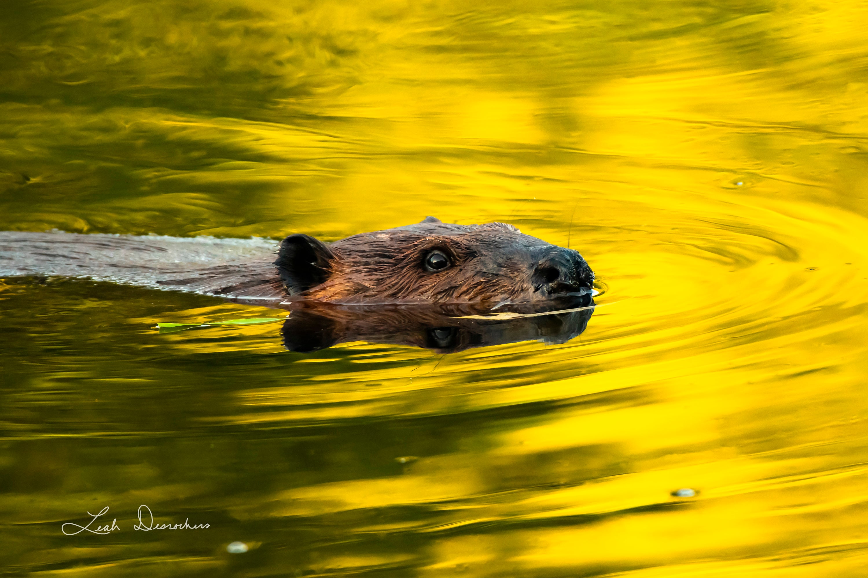 Beaver in Water Beaver Photo Wildlife Print American Beaver Photo of ...
