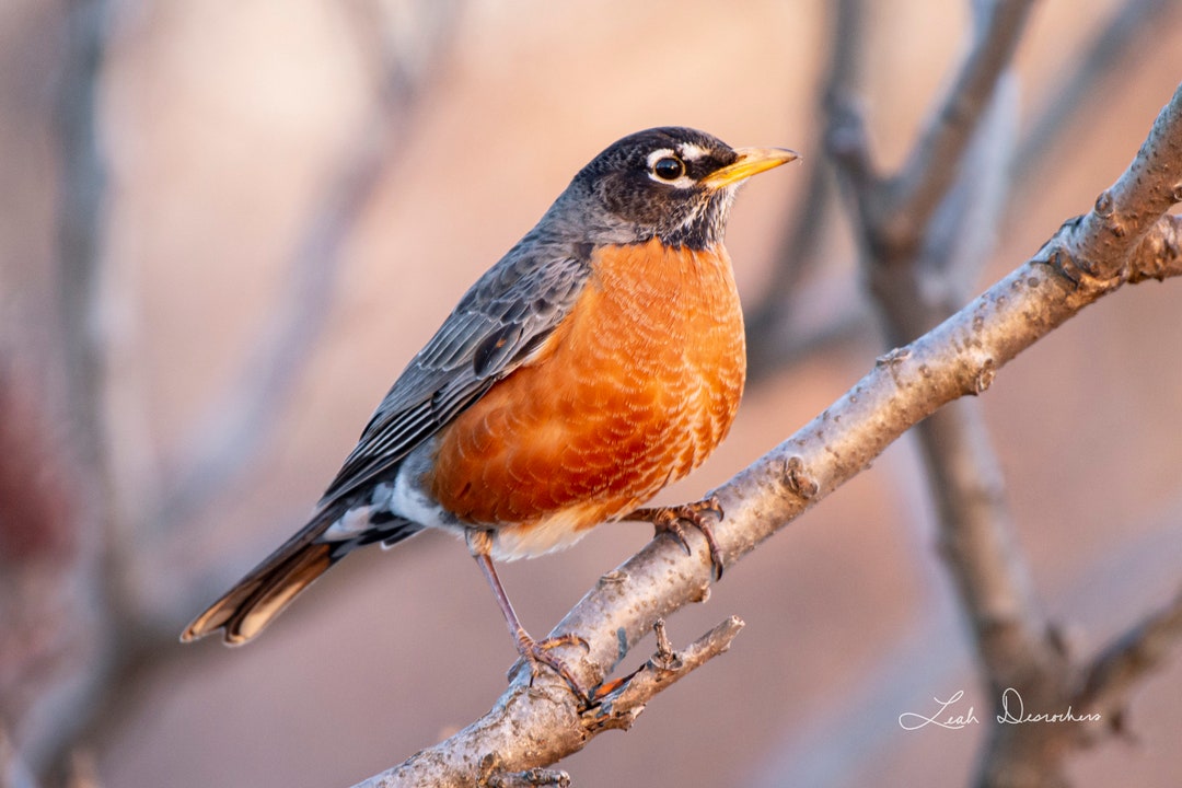 American Robin, Robin Redbreast, Robin in Tree, Perched Robin, Robin ...