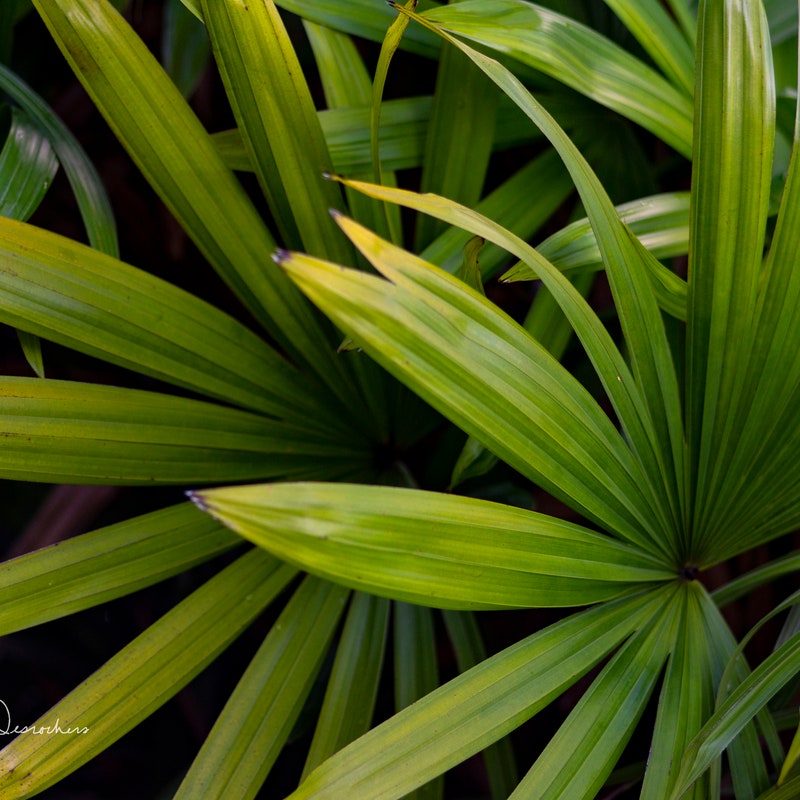 Lady Palm - Etsy