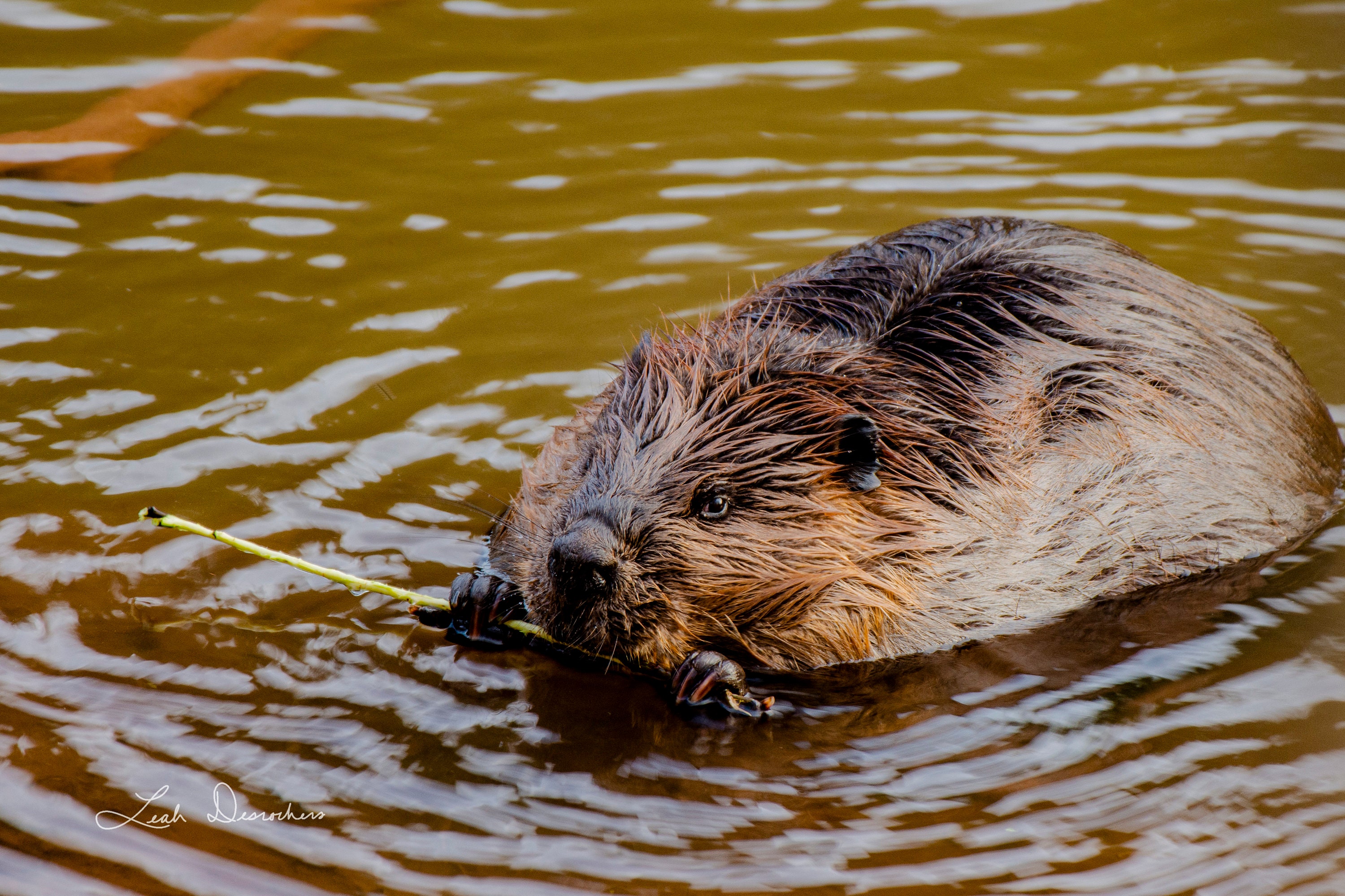 American Beaver, Beaver in Water, Beaver Photo, Photo of Beaver, Beaver ...