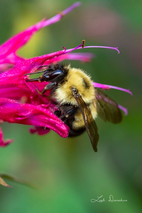 Bumblebee Macro Macro Bee Photo of Bumblebee Bumblebee | Etsy