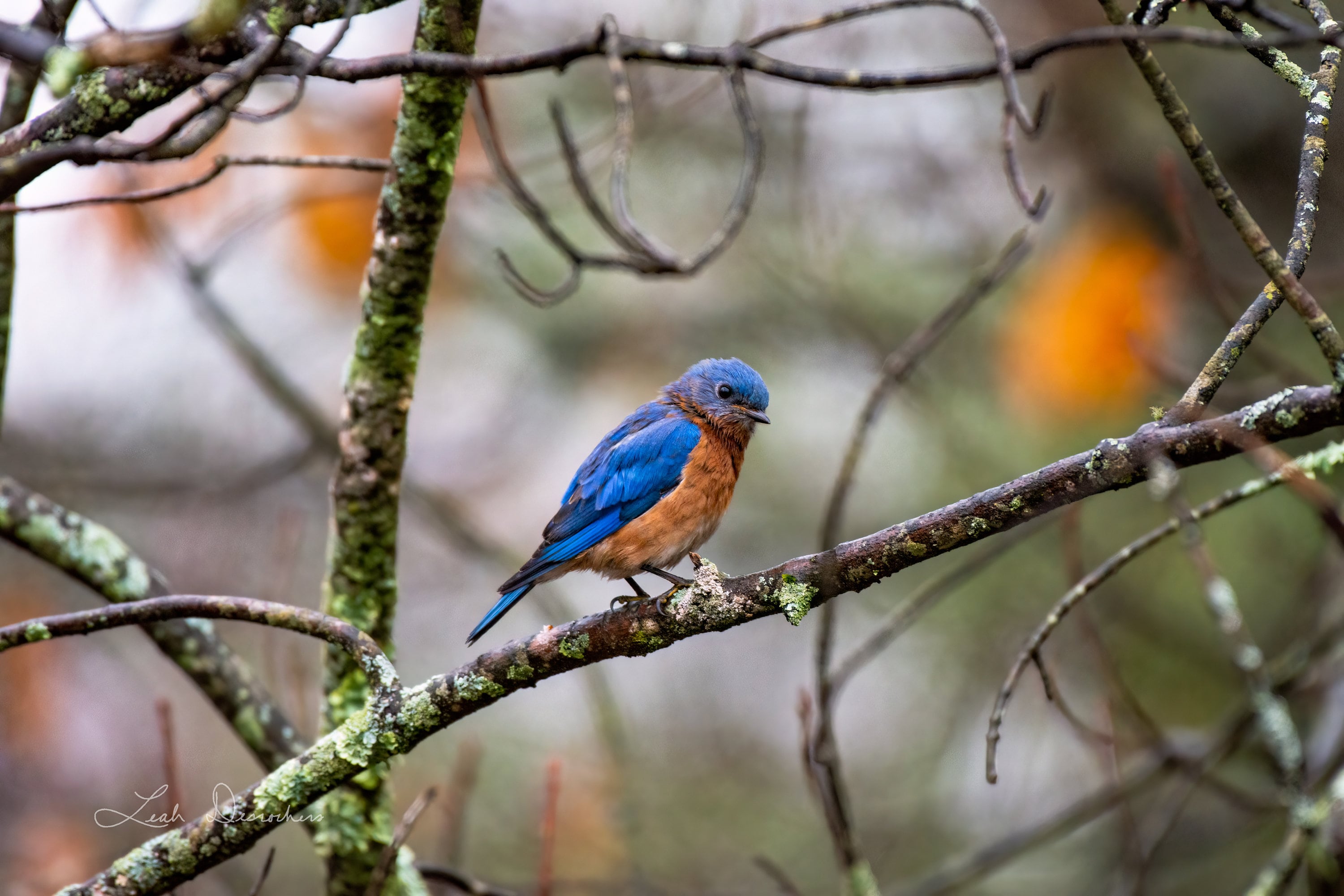 Eastern Bluebird Bluebird in Tree Perched Bluebird Bluebird - Etsy