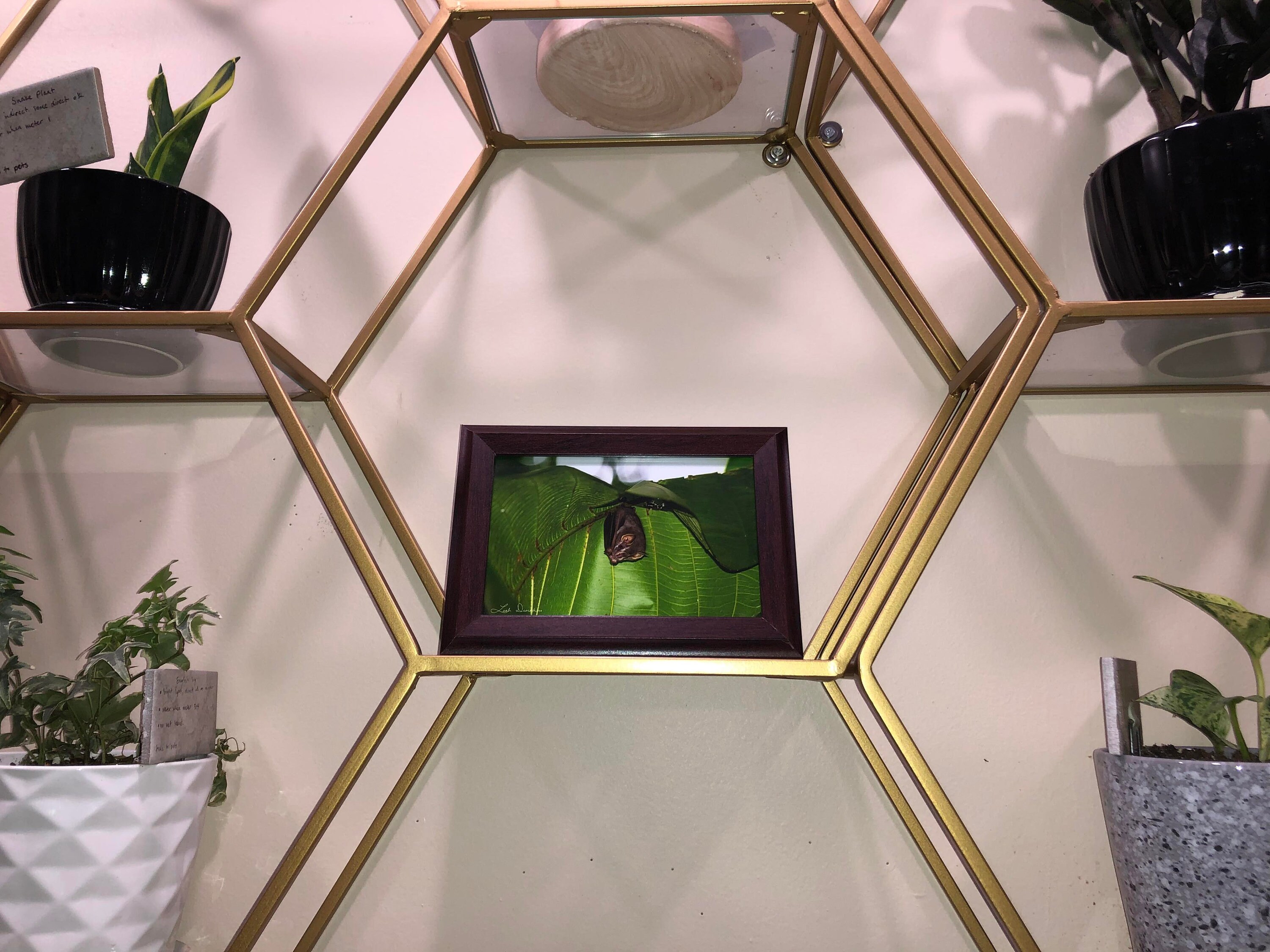 Tent-making Bat, Bat in Tree, Bat Photo Print, Costa Rica Bat, Bat ...