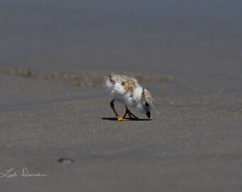 Baby Piping Plover - Etsy