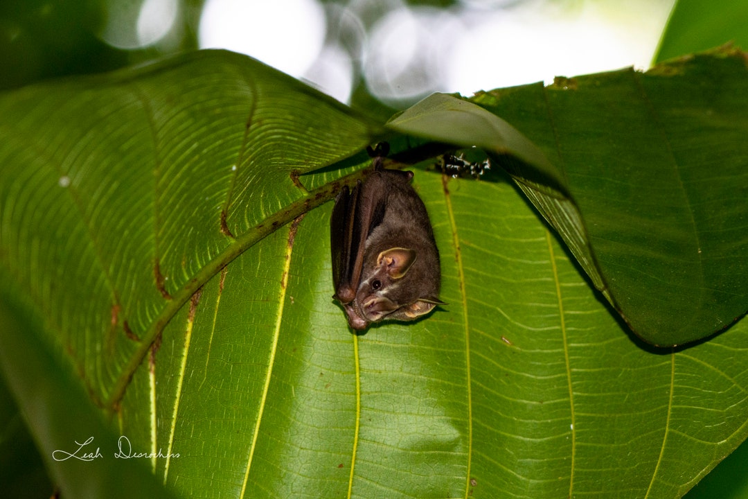 Tent-making Bat, Bat in Tree, Bat Photo Print, Costa Rica Bat, Bat ...