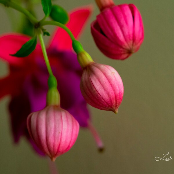 Green and Fuschia - Etsy