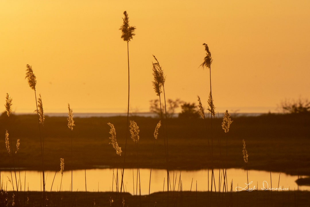 Sunset Landscape, Salt Marsh Sunset, Marsh Sunset, Landscape Photo ...