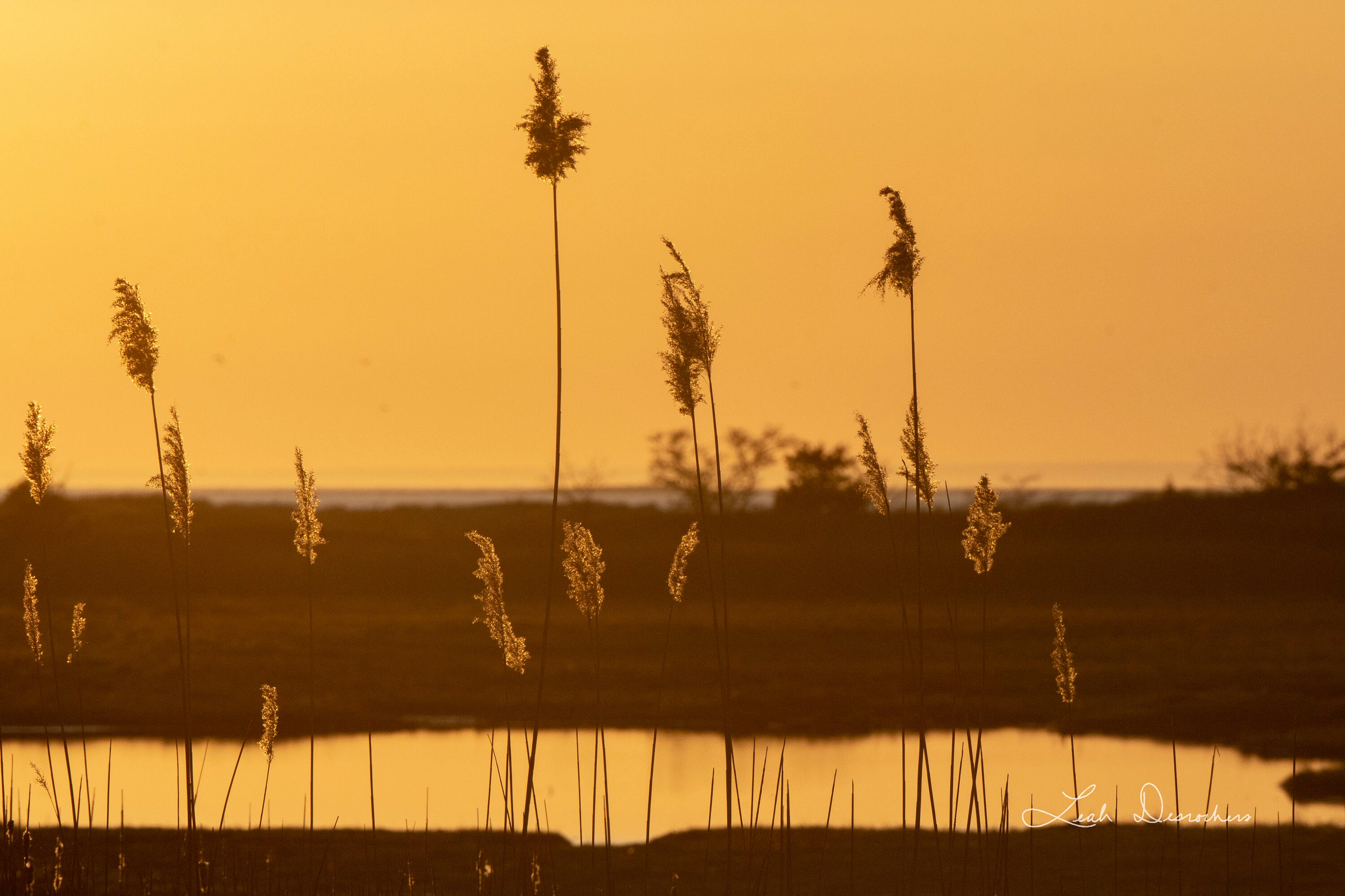Sunset Landscape, Salt Marsh Sunset, Marsh Sunset, Landscape Photo ...