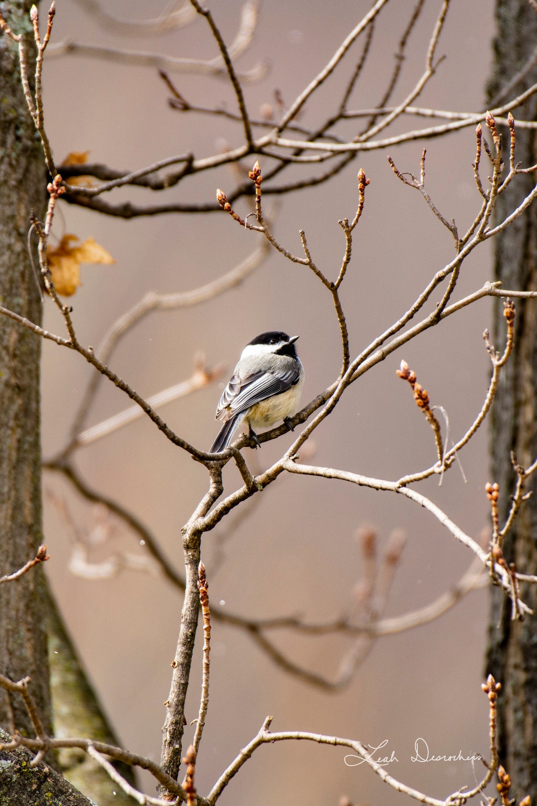 Black Capped Chickadee, Chickadee in Tree, Perched Chickadee, Chickadee ...