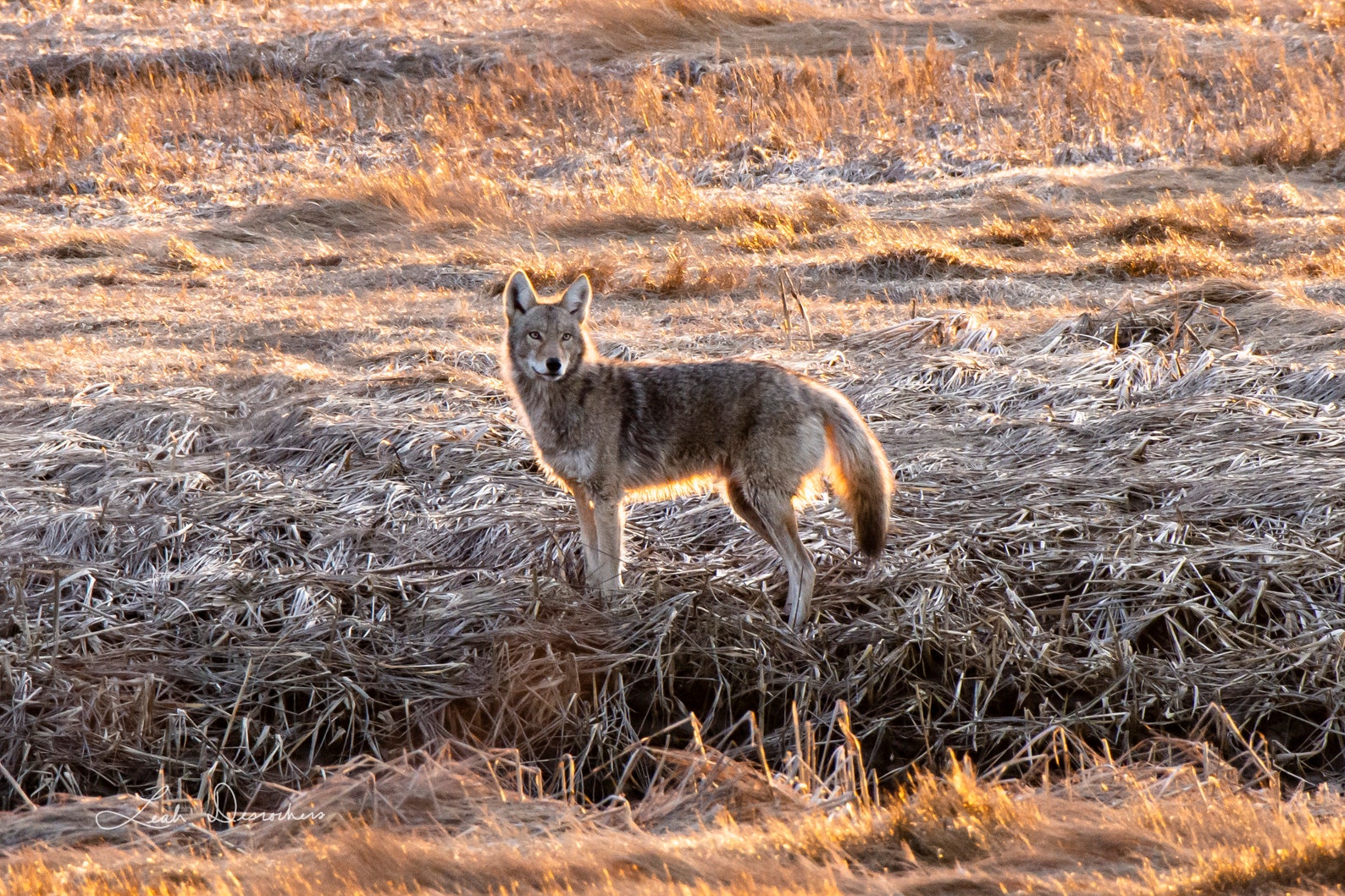 Coyote, Coyote at Sunset, Coyote Picture, Coyote Print, Photo of Coyote ...