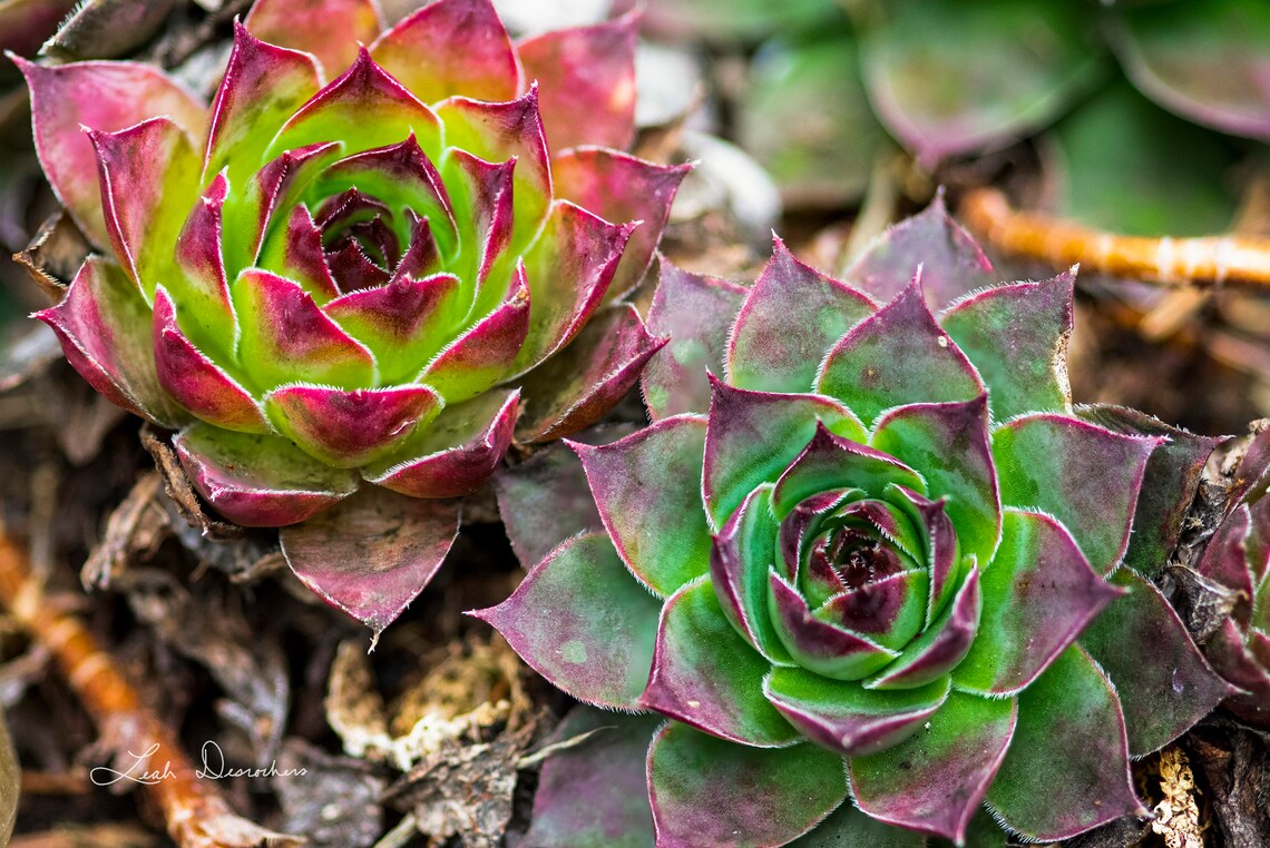 Macro Succulent, Succulent Plant, Succulent Print, Succulent Print ...