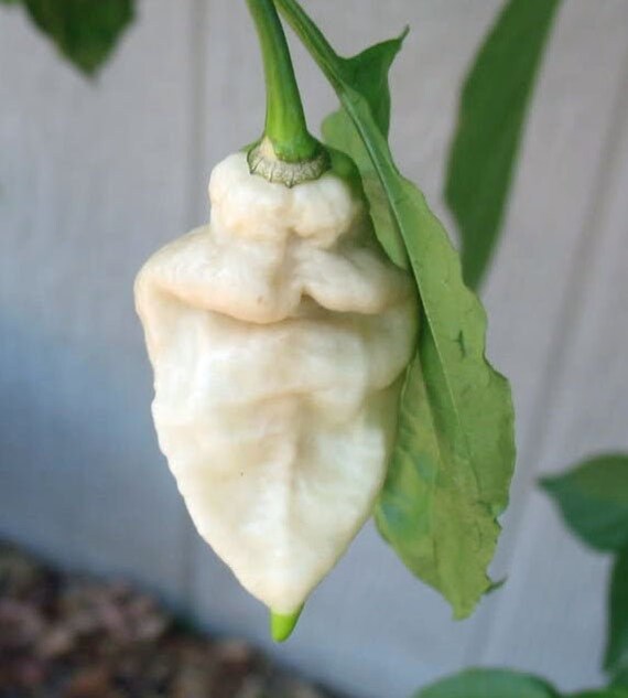White Ghost Pepper Plant