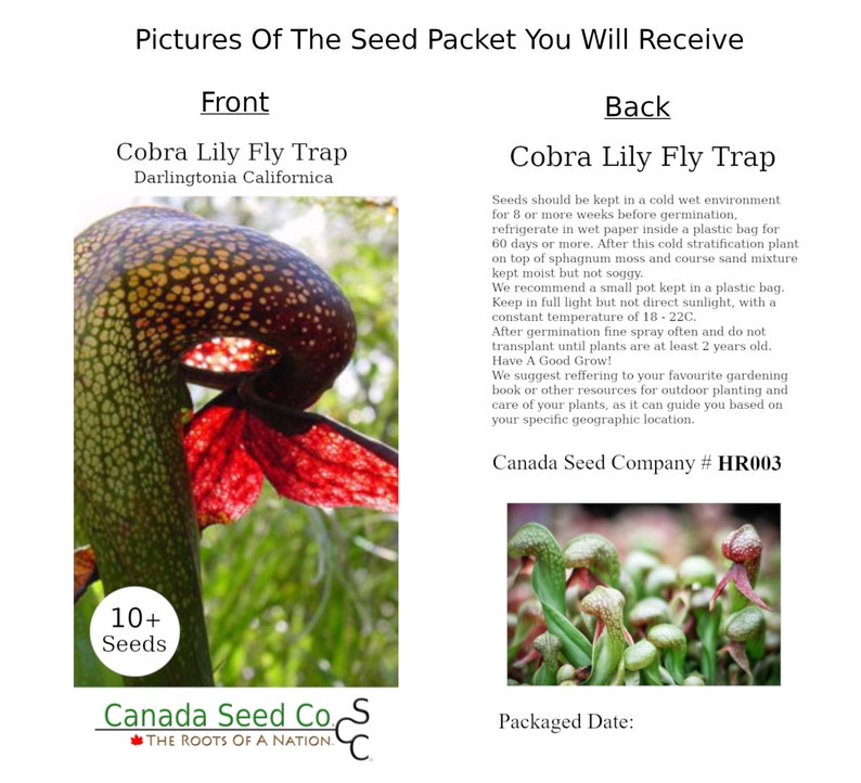 Cobra Lily Fly Trap Seeds | Darlingtonia Califlornica Carnivorous Plant ...
