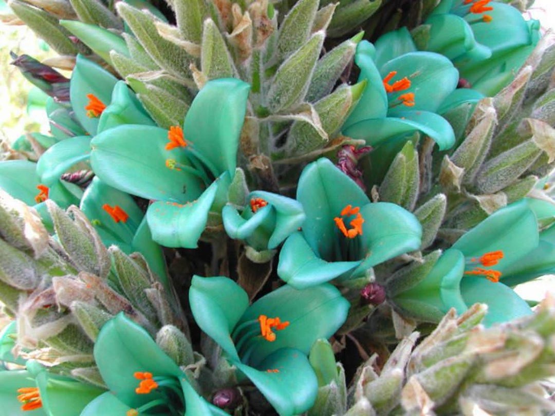 Rare Puya Berteroniana Flower Seed Packet, Fresh Turquoise Blue Puya ...
